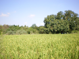 Naturalfarmingpalekarway: SRI Paddy Cultivation under Zero Budget ...