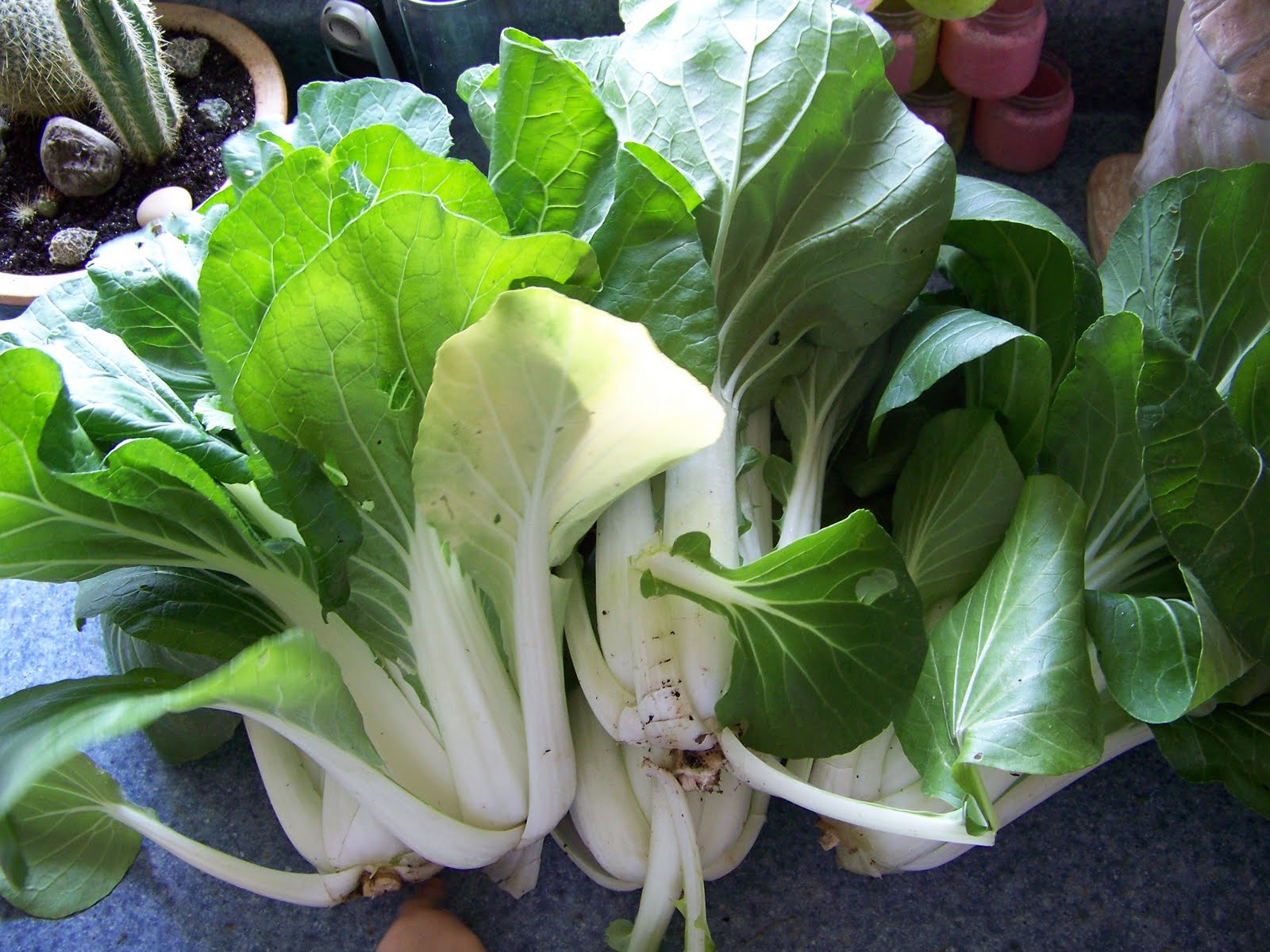 Thane's Neck Farm: Bok Choy done three ways