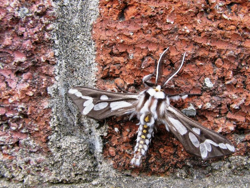 Angelika's World in Photos: Insects - Butterfly or Moth