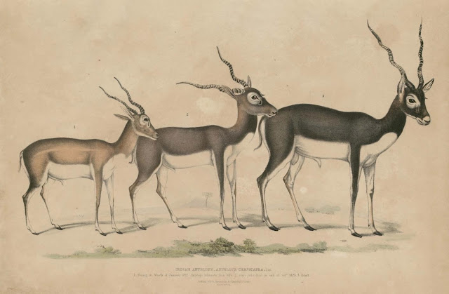 Illustrations of Indian Zoology (1830 - 1835) - Part 1 - Old Indian Arts