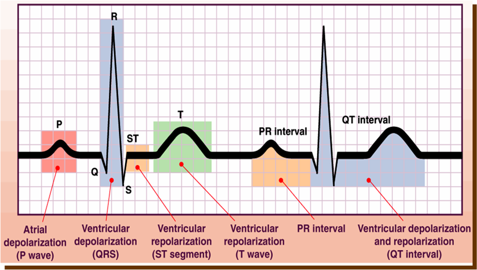 ASKEP, JURNAL KEPERAWATAN: KONSEP DASAR EKG (1)