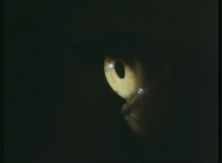 FANTASMATADERO - CINE FANTÁSTICO: DEMENCIAL (Don Gronquist, 1982)