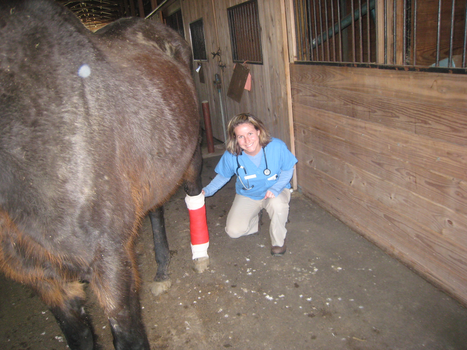 when i grow up i want to be a veterinarian: Day 2: Collecting a Stallion