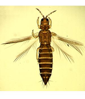 PETANI ASAM GALING: MACAM MACAM HAMA TRIPS