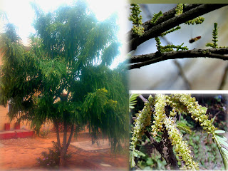 Trees Of Jaipur I: Indian Gooseberry