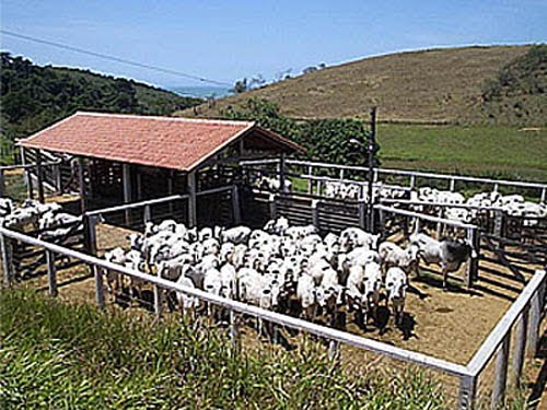 A Grande Utopia: O Curral