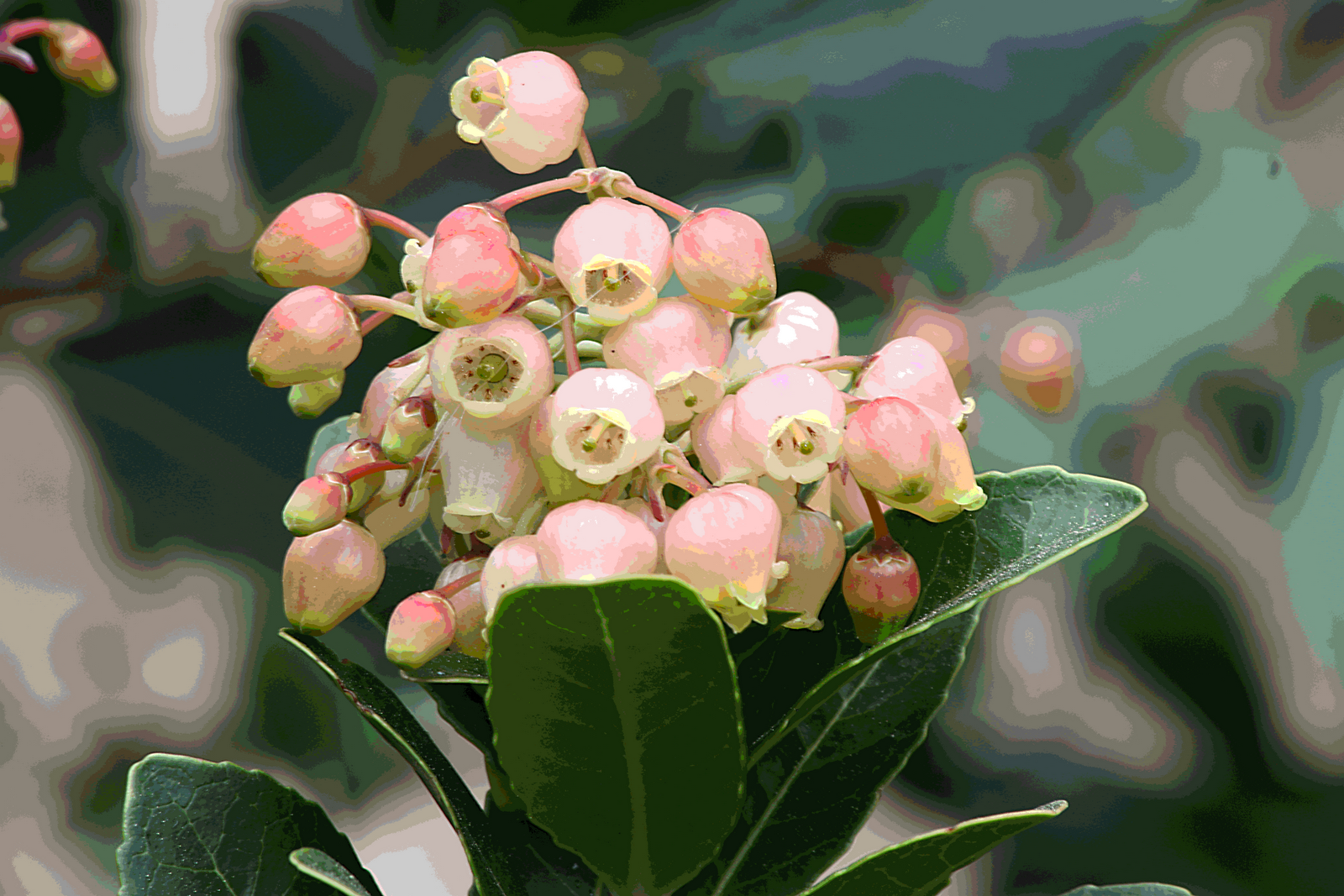 naturalameda: flor madroño