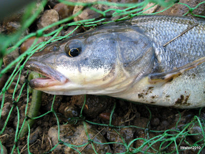 Washington Northern Pikeminnow - Hunting the River King