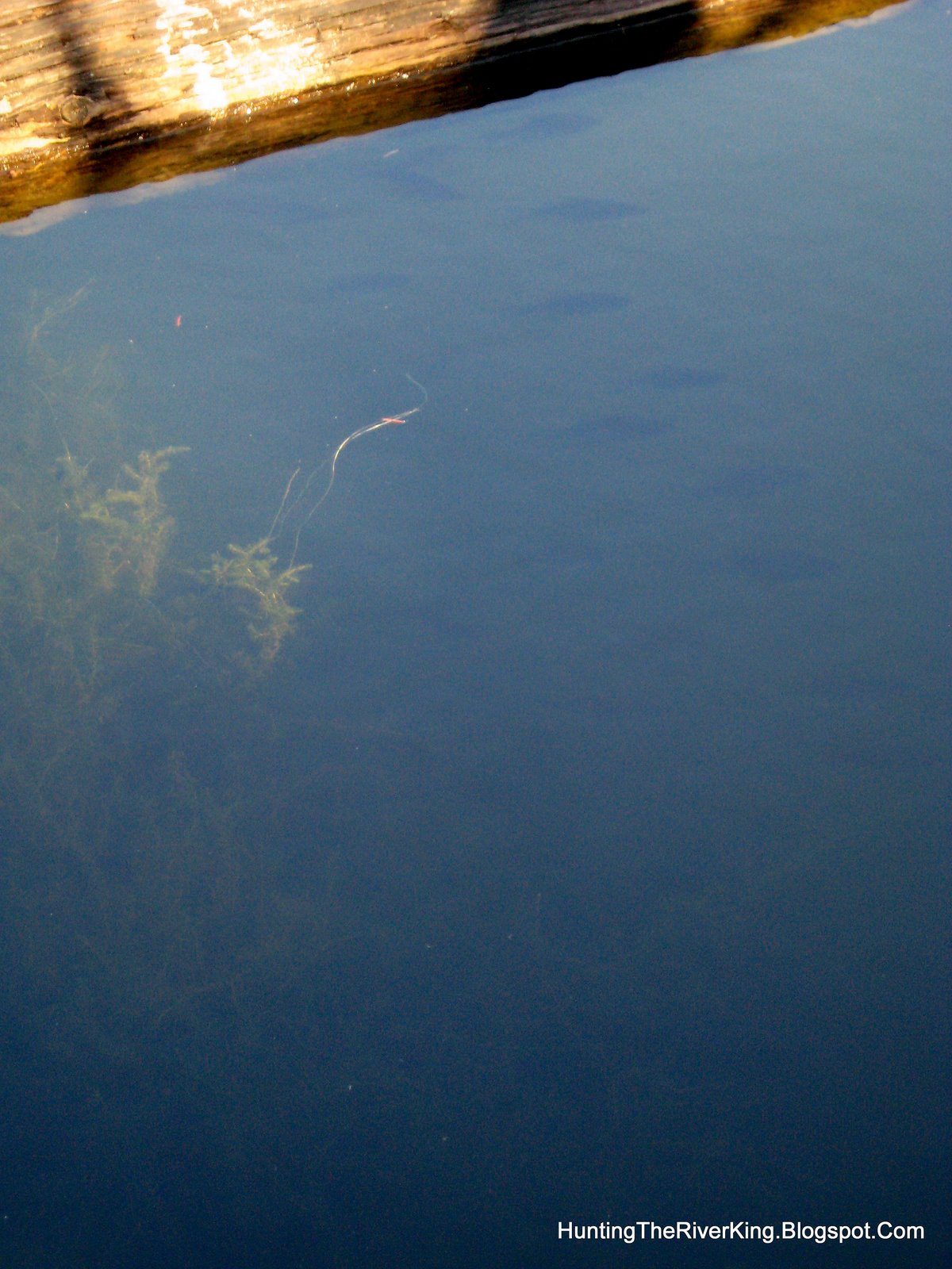 Round Lake Washington Sunfish Fishing - Hunting the River King