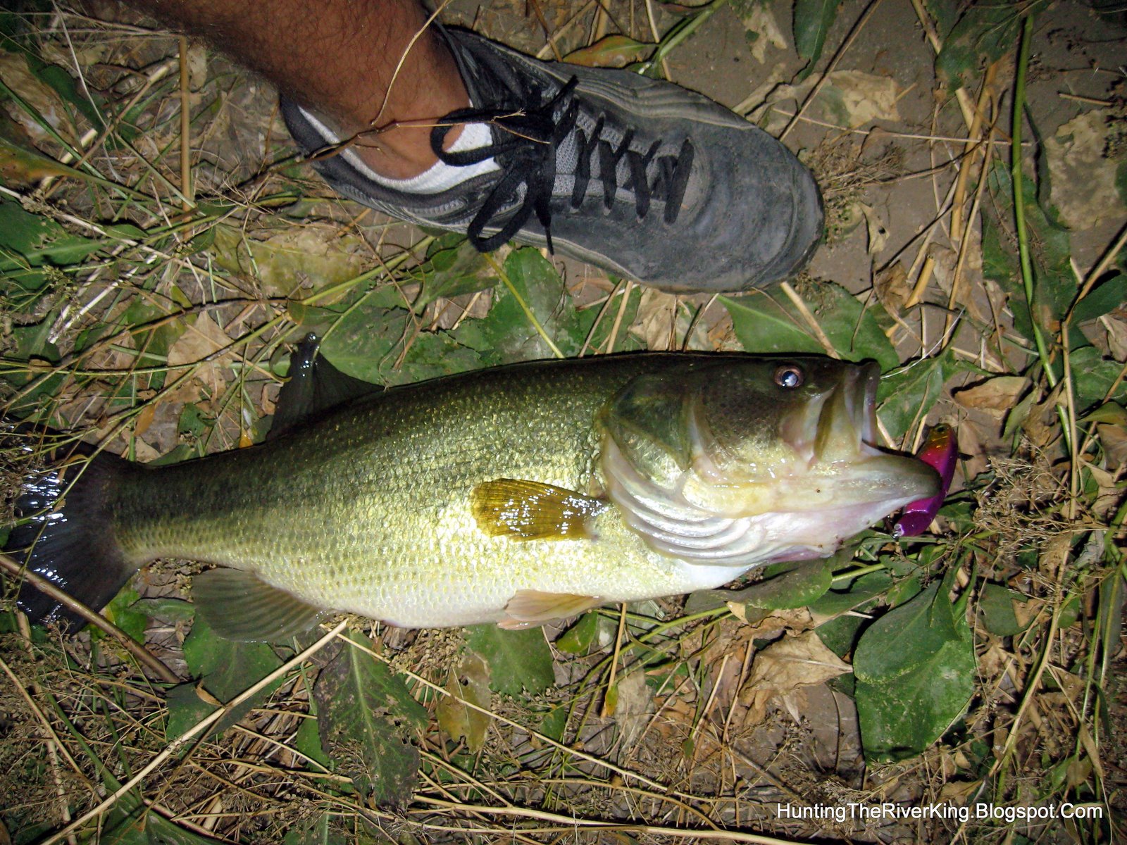 Monster Bass - Hunting the River King