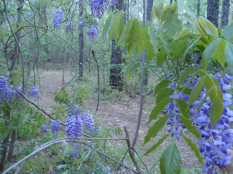 Catching The Moon: Weaving My Life: Wisteria Hysteria