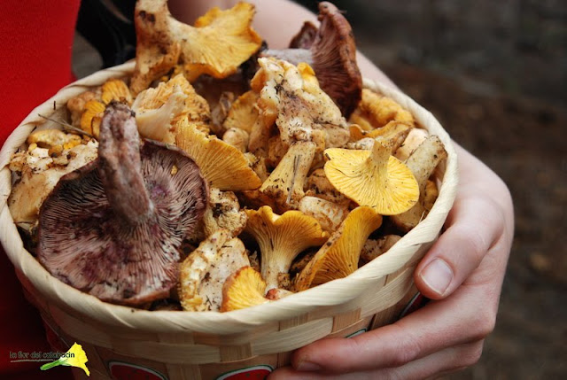Locávoro: Comida silvestre: Cantharellus Cibarius "rebozuelos"