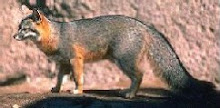 MUSANG JANTAN