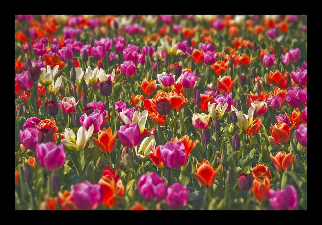 Lalele, lalele frumoasele mele lalele!