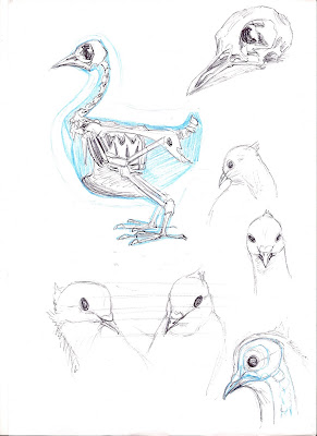 Bhavishya: RESEARCH: Dove Skeleton