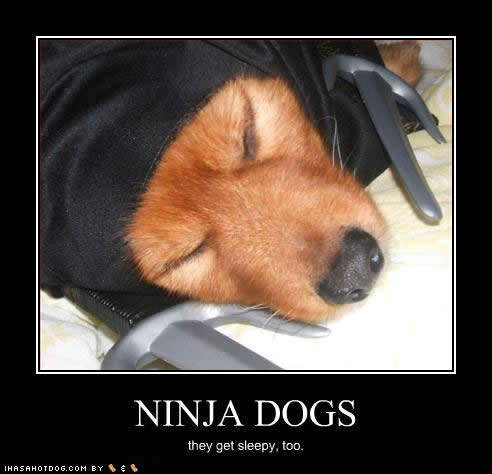 The Official Ninja News NINJA CHIKUWA: NINJA DOGS