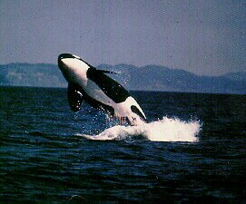 ΔΗΜΟΤΙΚΟ ΣΧΟΛΕΙΟ ΑΡΣΕΝΙΟΥ: Όρκα ή Φάλαινα Δολοφόνος (Orcinus orca)