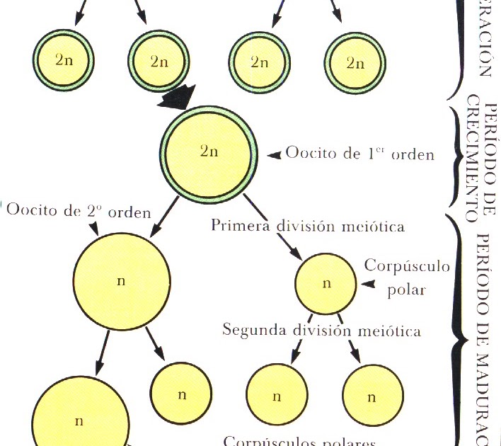 Biología 2M: Ovogénesis