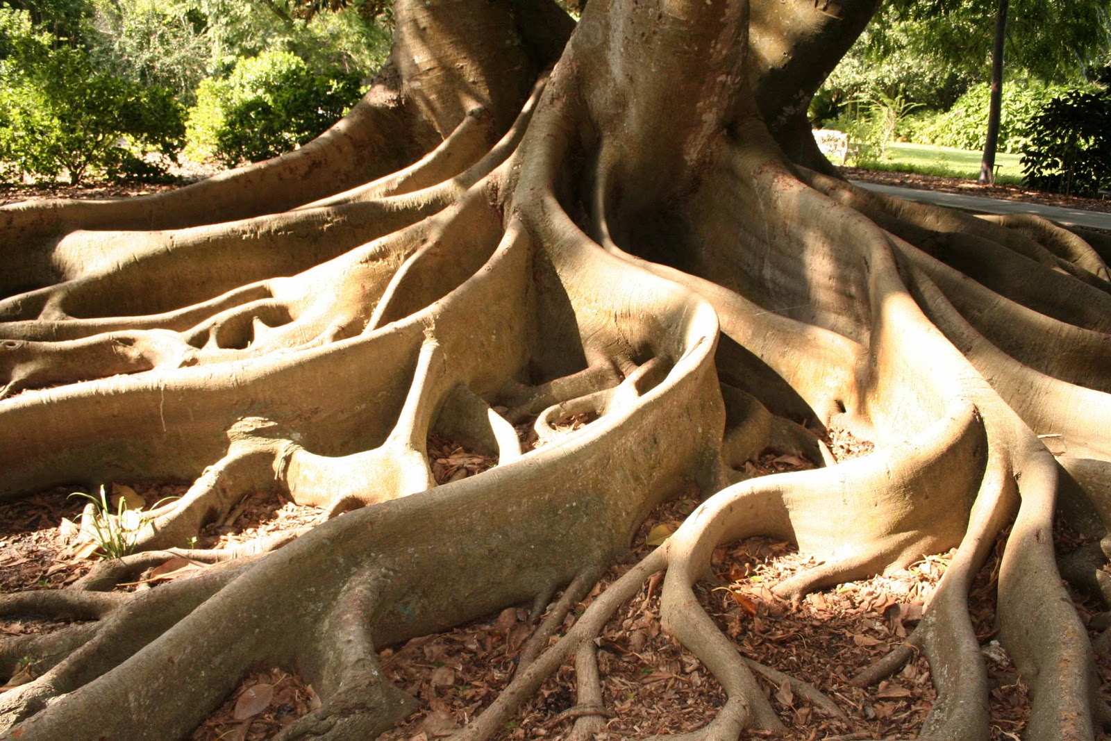 MadSnapper: Amazing Trees out there (strangler figs and banyans)