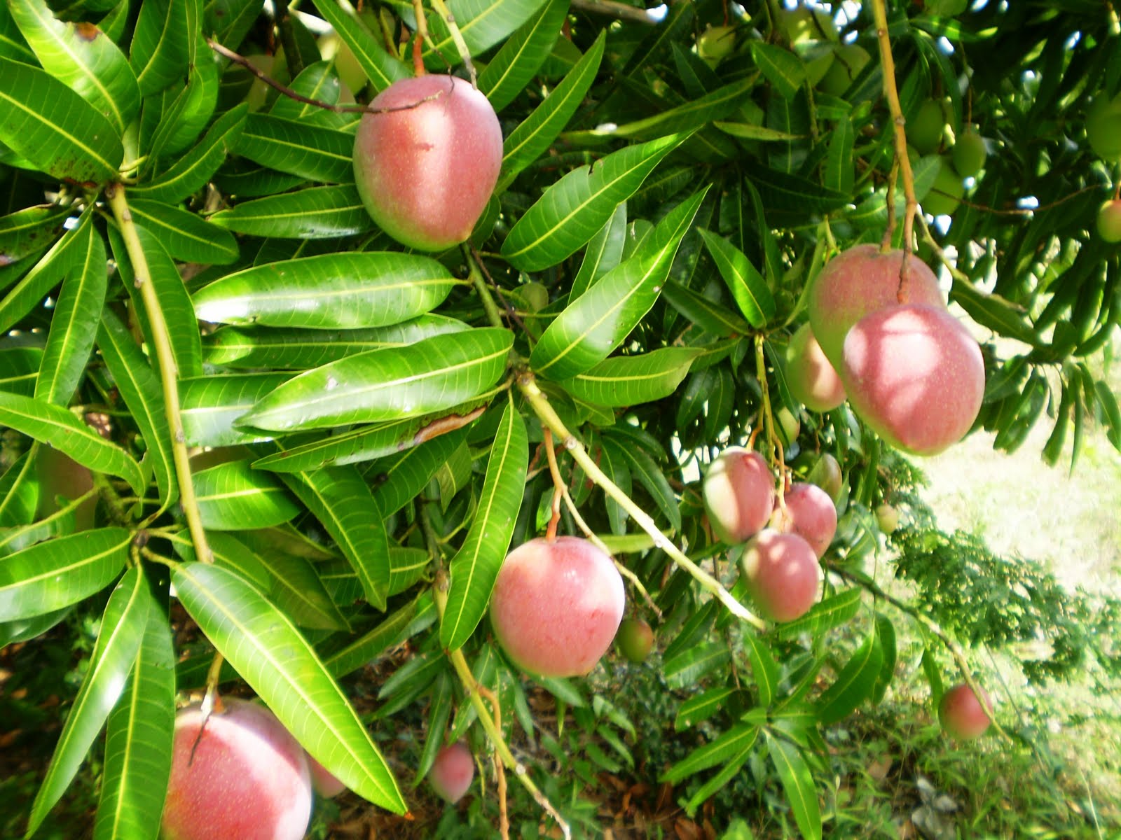 SHAMBA LA EMBE- MUYUNI: Embe zetu shambani