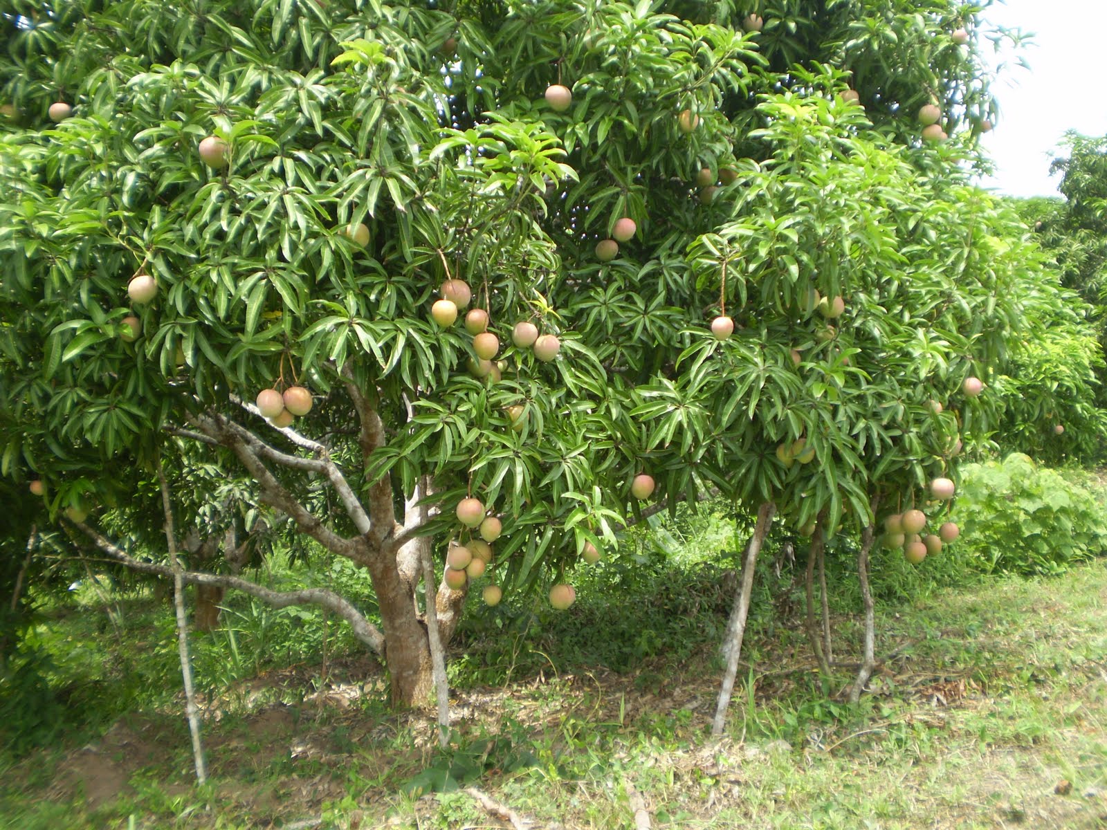 SHAMBA LA EMBE- MUYUNI