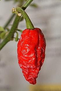 Homemade Defense: Military Technology: Chili Grenade