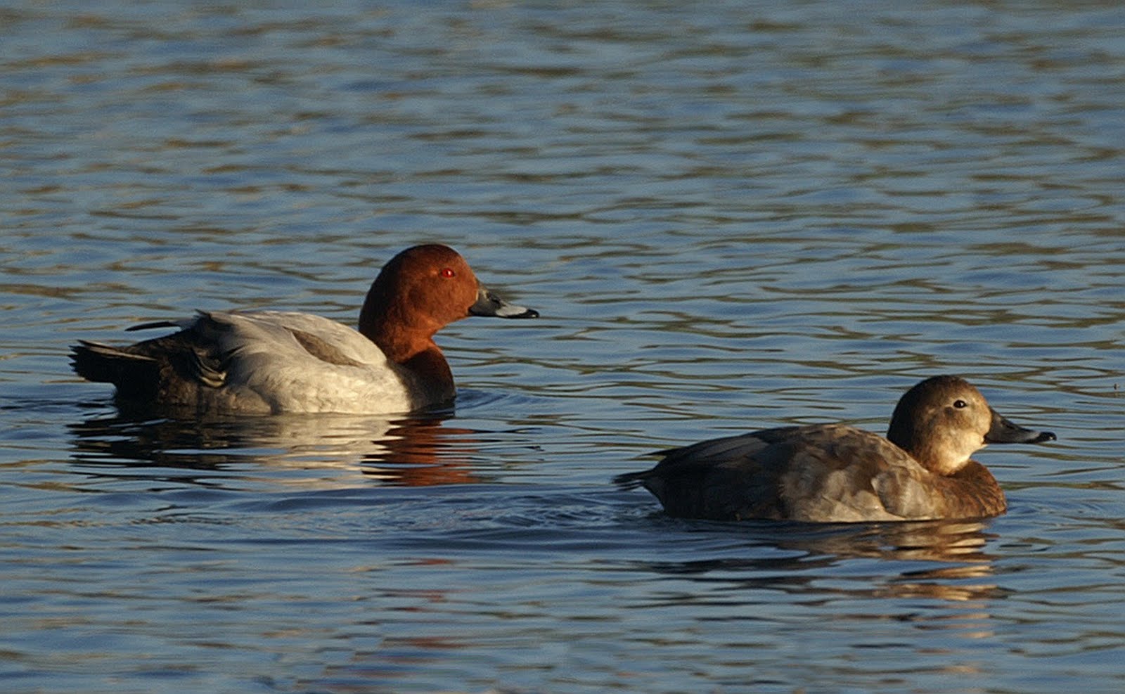 Contacto Natura: Porrón Común