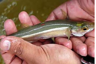 Van por rescate del pez blanco - Verdebandera