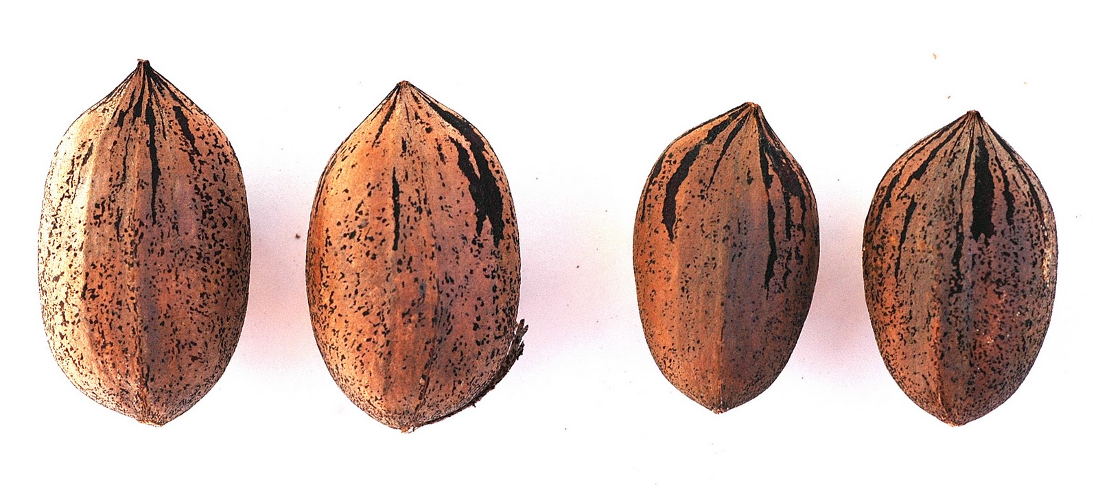 Northern Pecans: Nuts on young trees