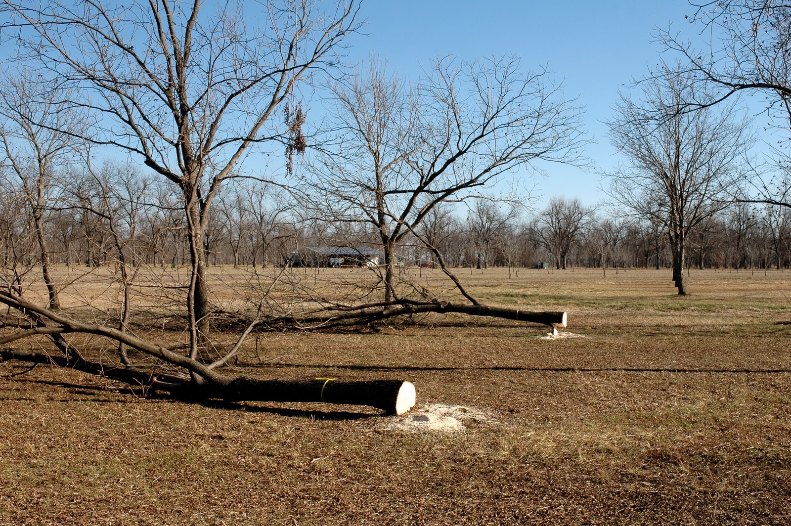 Northern Pecans: Time to Thin Trees