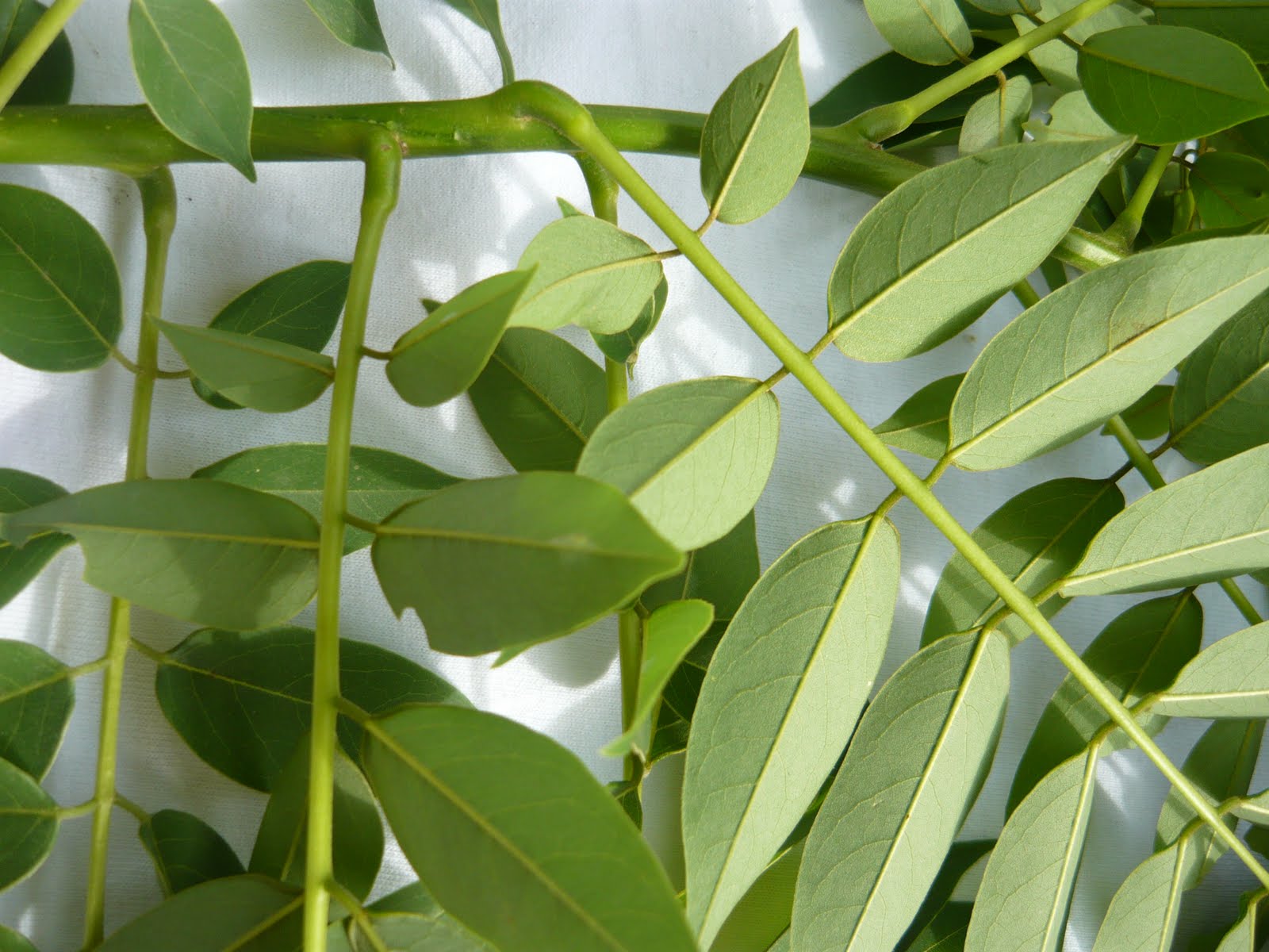 Proyecto de plantas medicinales