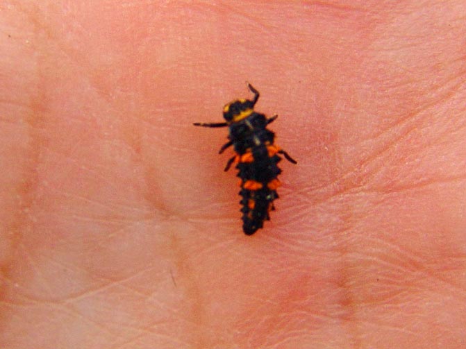 If johanna had a blog: Bug Rescue!