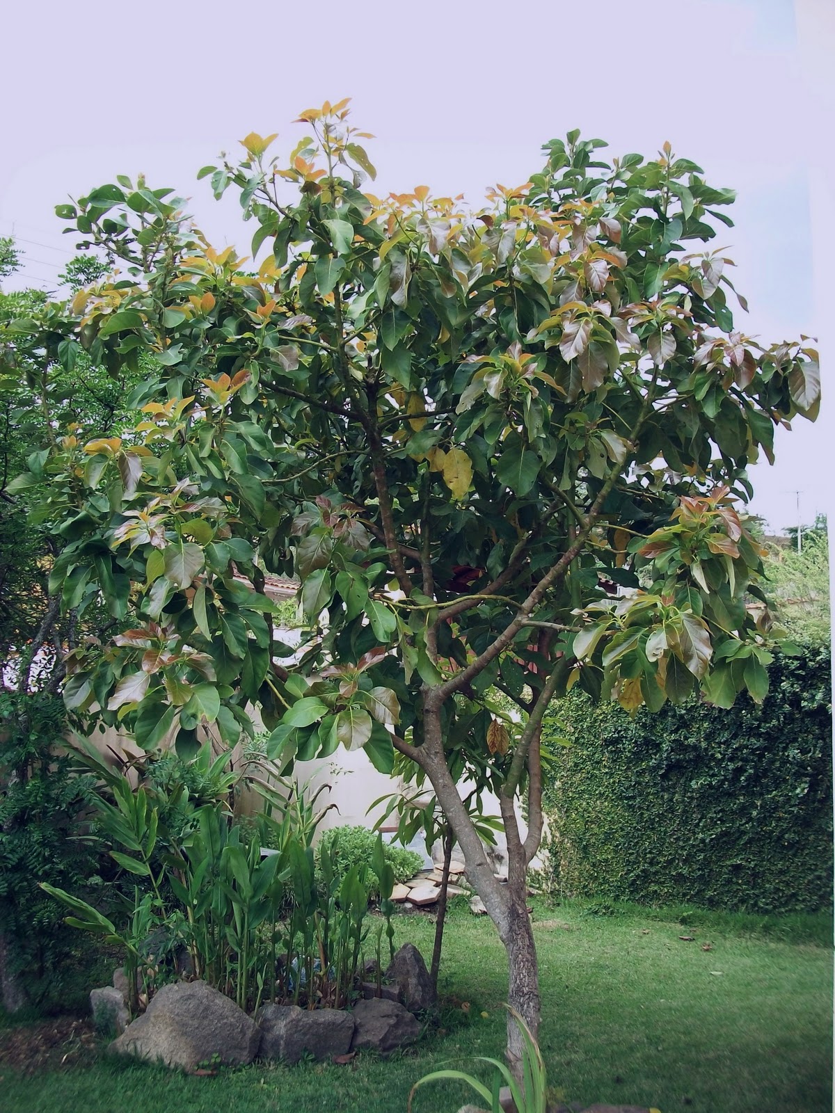 ARTE EM CASA - Ivani: ABACATEIRO COM HISTÓRIA