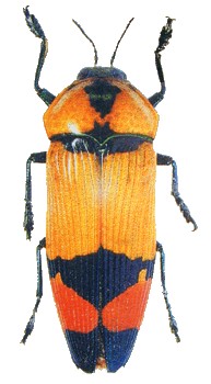 Coleoptera,Buprestidae-Calodema Wallacei-Calodema Ribbei ~ BALI PARADIS