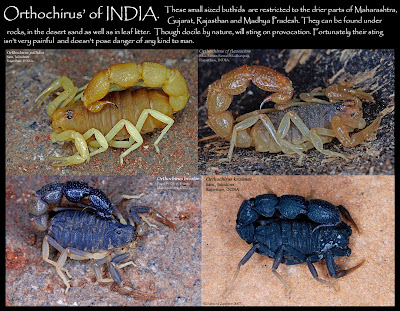 INDIAN SCORPIONS