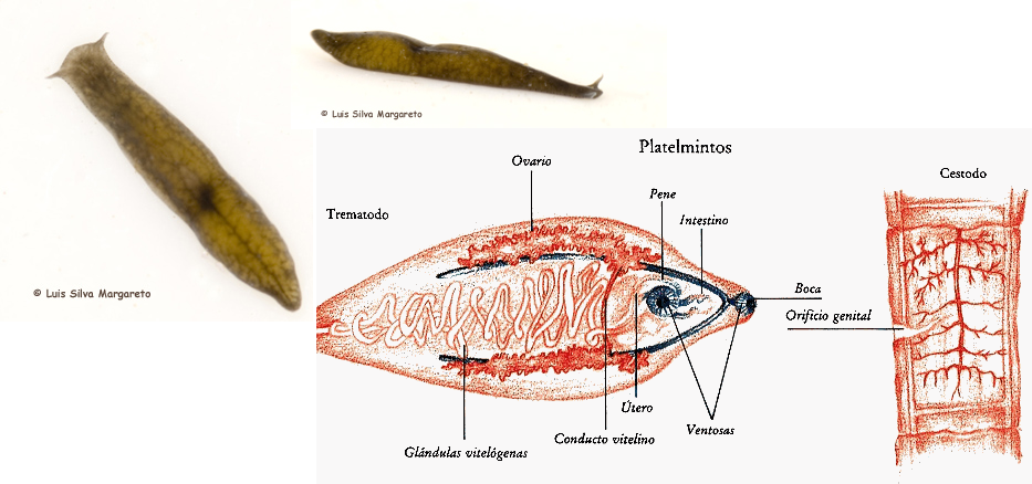 PLANTEMINTOS: DESCRIPCION DE LOS CUATRO TIPOS DE PLATELMINTOS