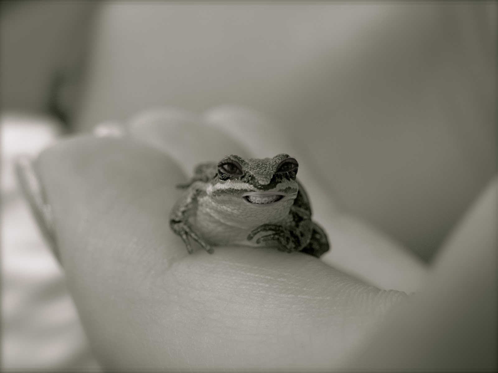 Brooke's Photography: Animal Morphs