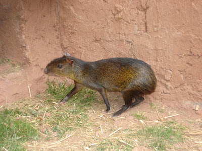 Santuario Animal Cochahuasi: Sihuayro / Sihuayro