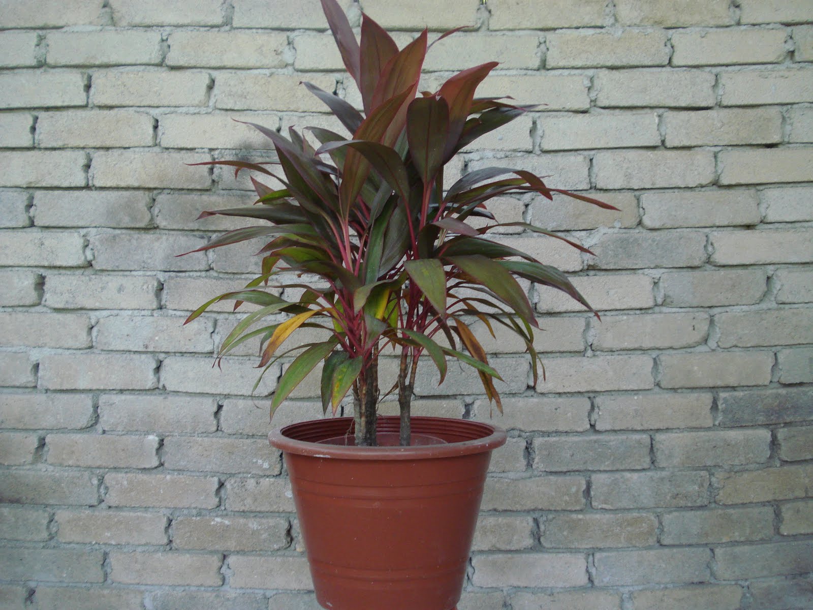 Nursery Bunga dan Landskap Taman: Produk Nursery : Bunga dan Pokok ...