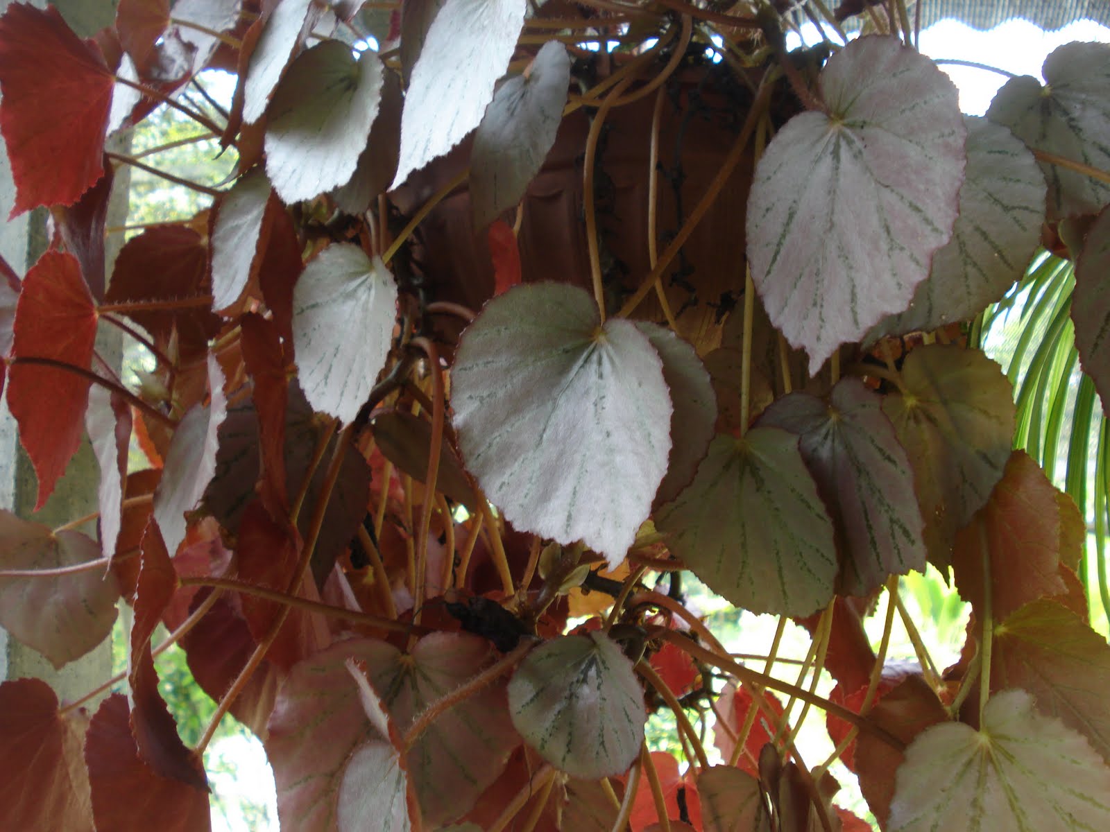 Nursery Bunga dan Landskap Taman: Produk Nursery : Bunga dan Pokok ...