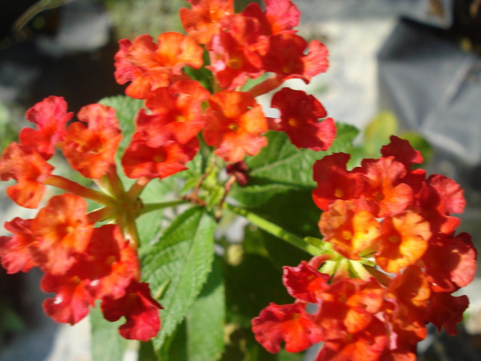 Nursery Bunga dan Landskap Taman: Produk Nursery : Bunga dan Pokok ...