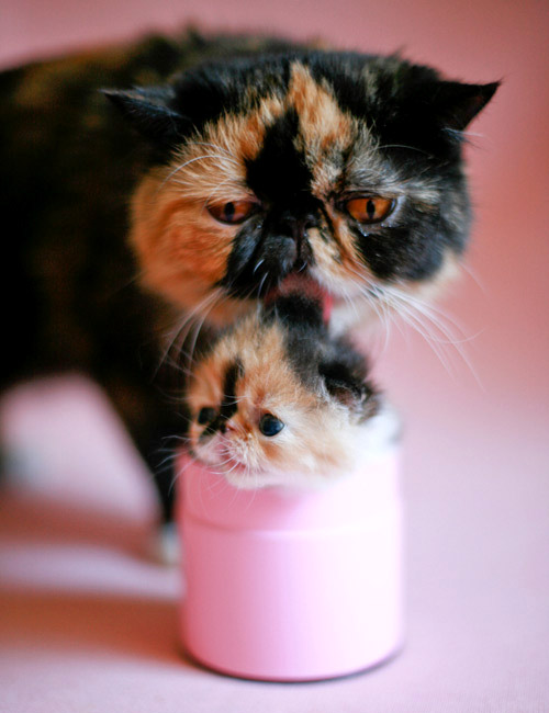 the cutest thing i am: MEMEBON!!!