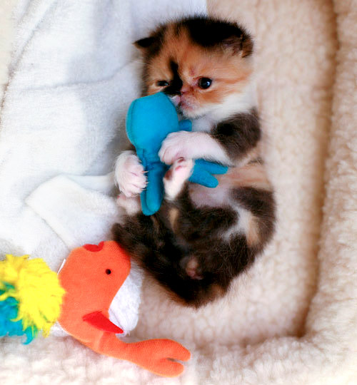 the cutest thing i am: MEMEBON!!!