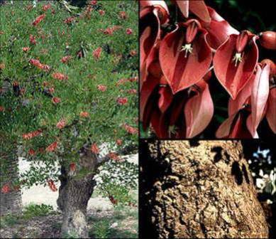 maravillas: El ceibo