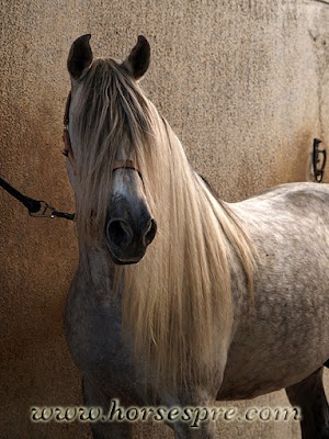 Horsespre: Impressive Calificado stud stallion!