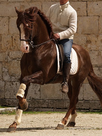 Horsespre: Chestnut PRE stallion