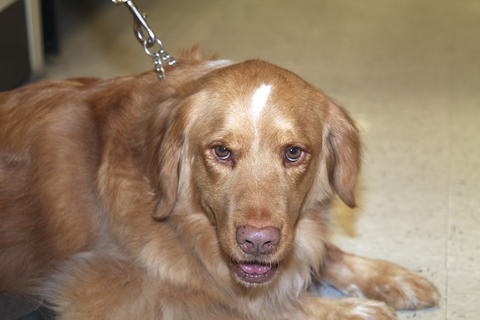 Living the Life of Winston!: Getting ready for Therapy Dog ...