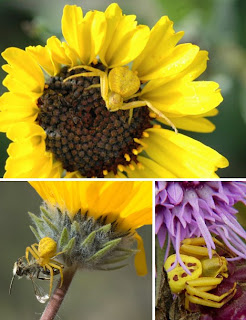 Animal Collections: Butter Living: 10 Amazing Yellow Animals