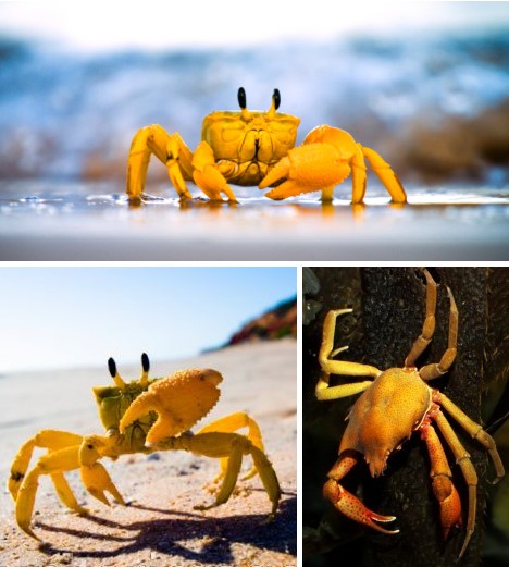 Animal Collections: Butter Living: 10 Amazing Yellow Animals