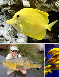 Animal Collections: Butter Living: 10 Amazing Yellow Animals